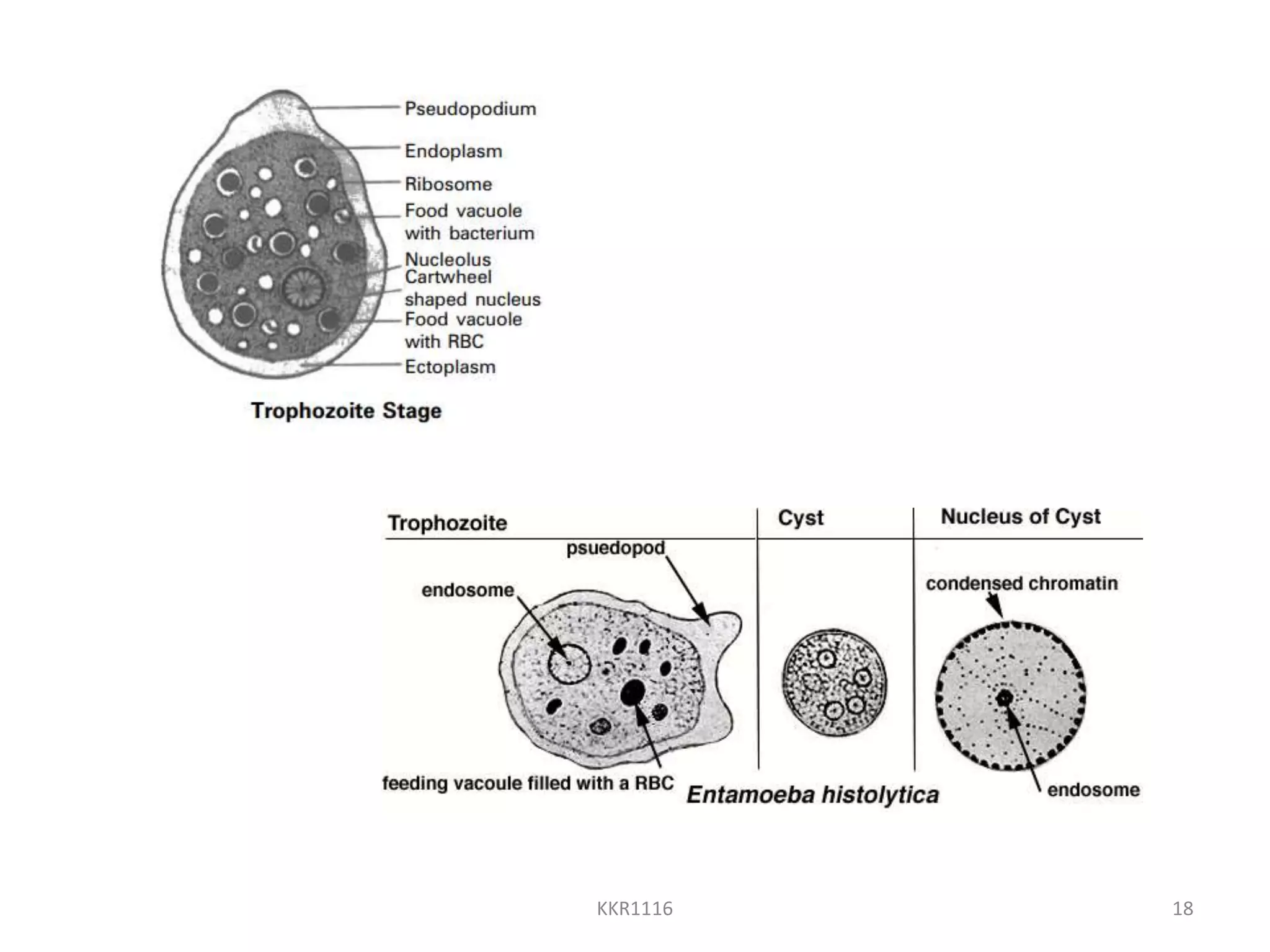 Protozoa Unit 1 Pptx