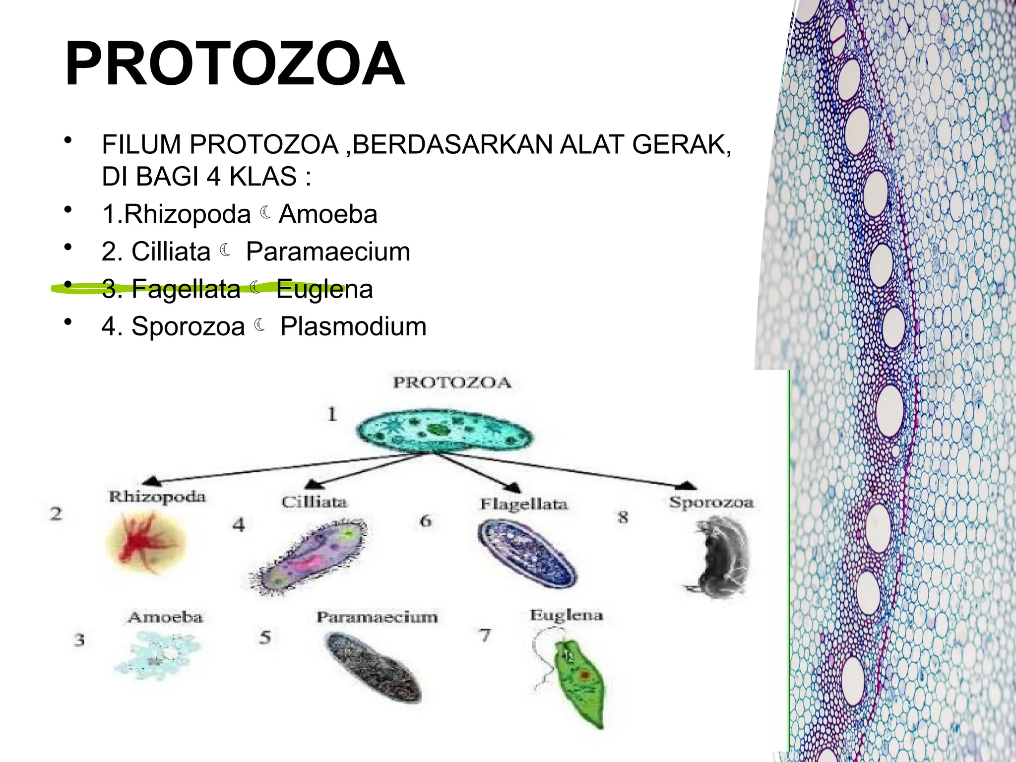 MORFOLOGI DAN KARAKTER PROTOZOA USUS.pptx