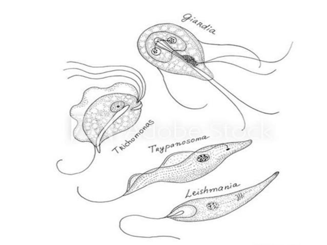 Protozology 2. Flagellates ( Blood, Intestinal, Urogenital) | PPT