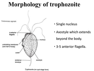 Protozology 2. Flagellates ( Blood, Intestinal, Urogenital) | PDF