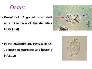 Protozology 3. Coccidian (Blood & Intestinal) | PDF