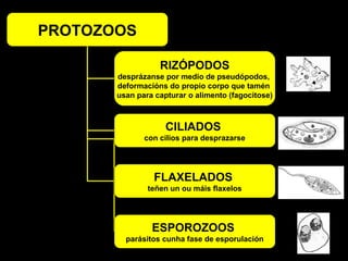 Protozoos | PPS