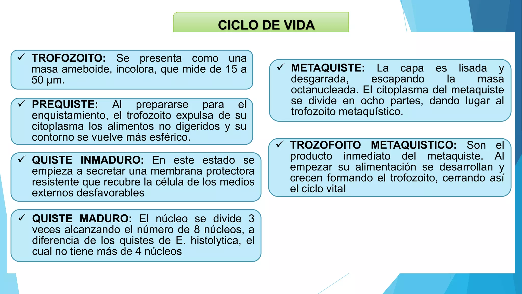 PROTOZOOS SARCODINOS G5.pptx