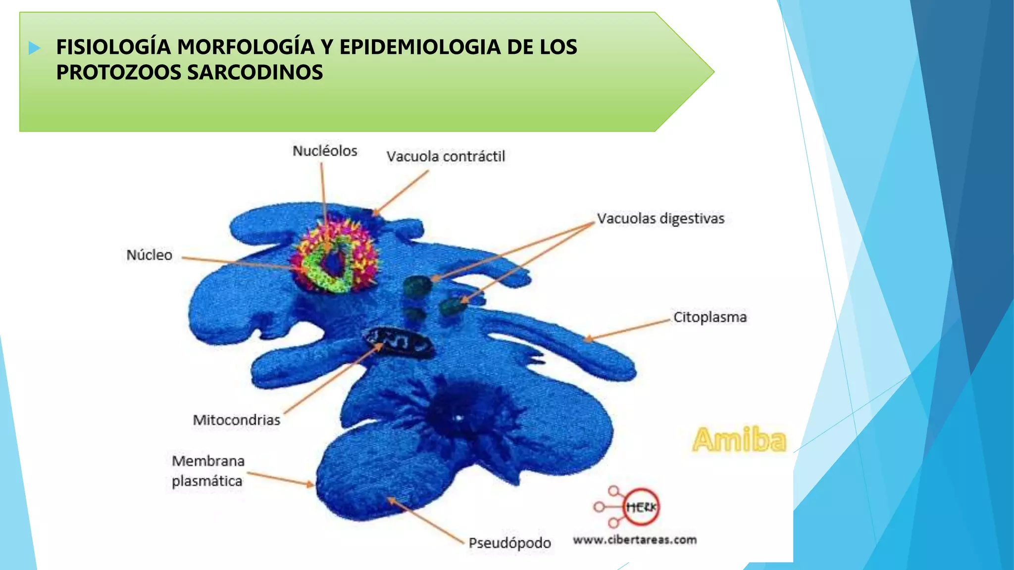 PROTOZOOS SARCODINOS G5.pptx
