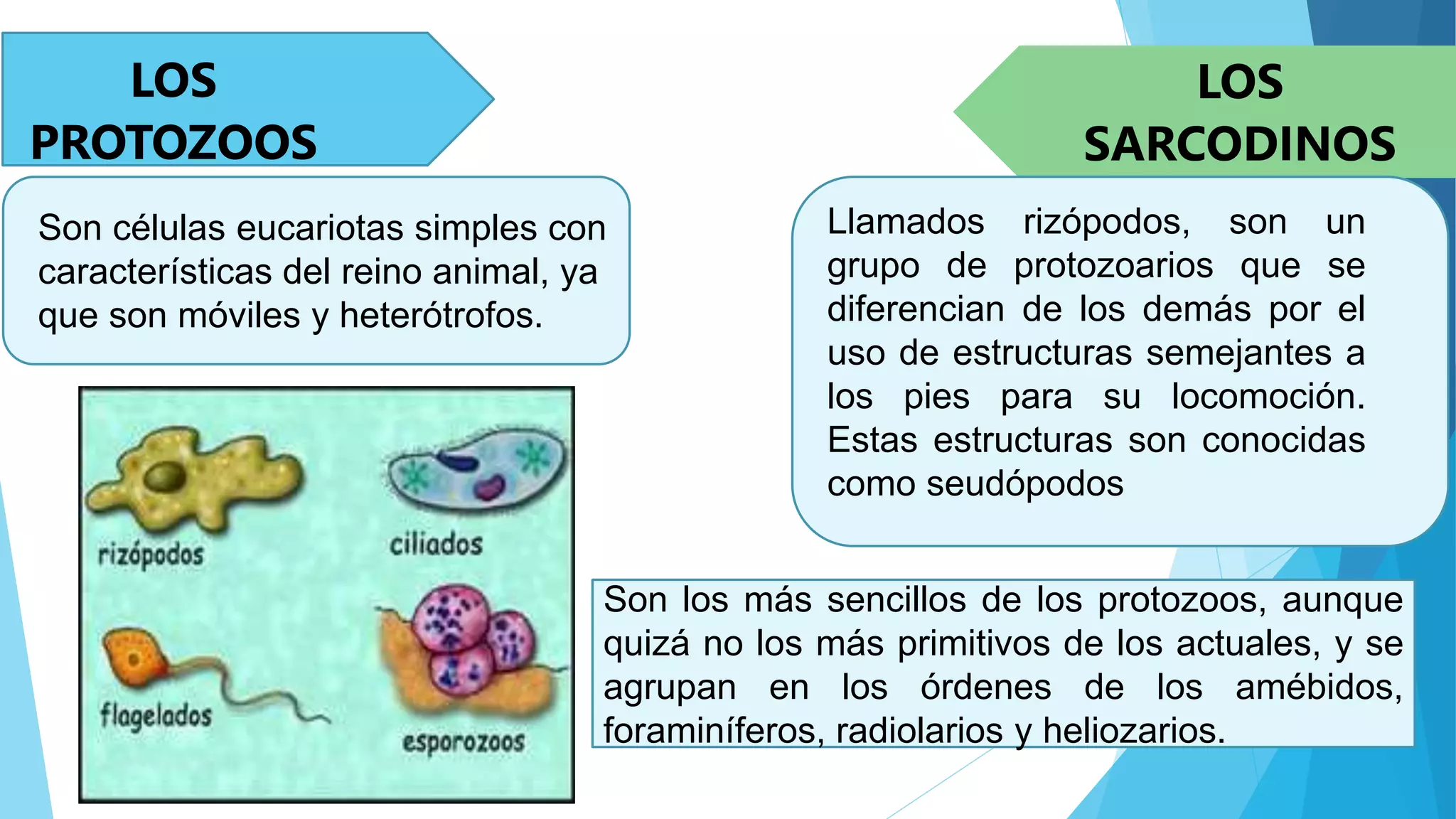 PROTOZOOS SARCODINOS G5.pptx