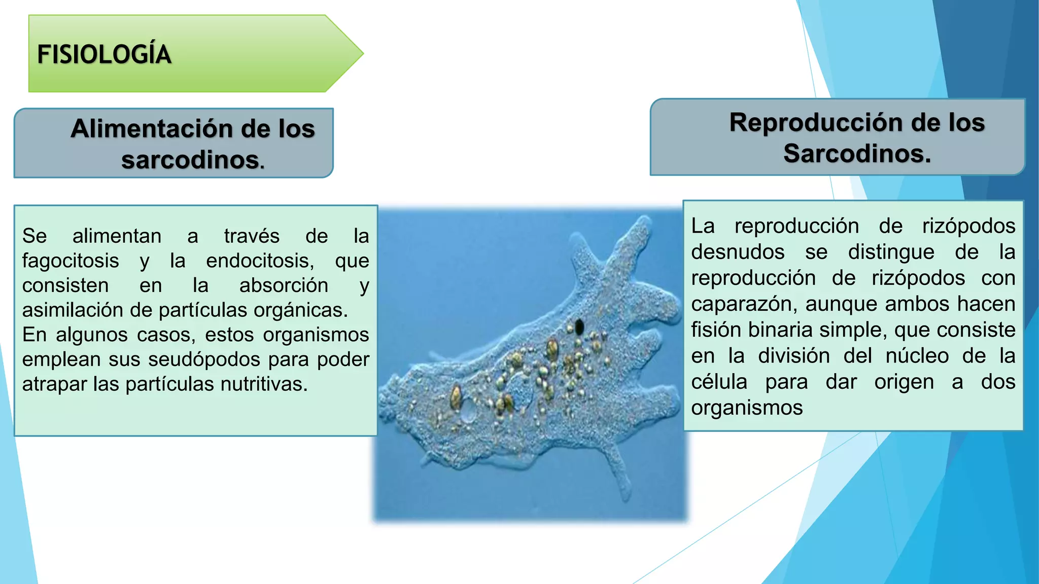 PROTOZOOS SARCODINOS G5.pptx