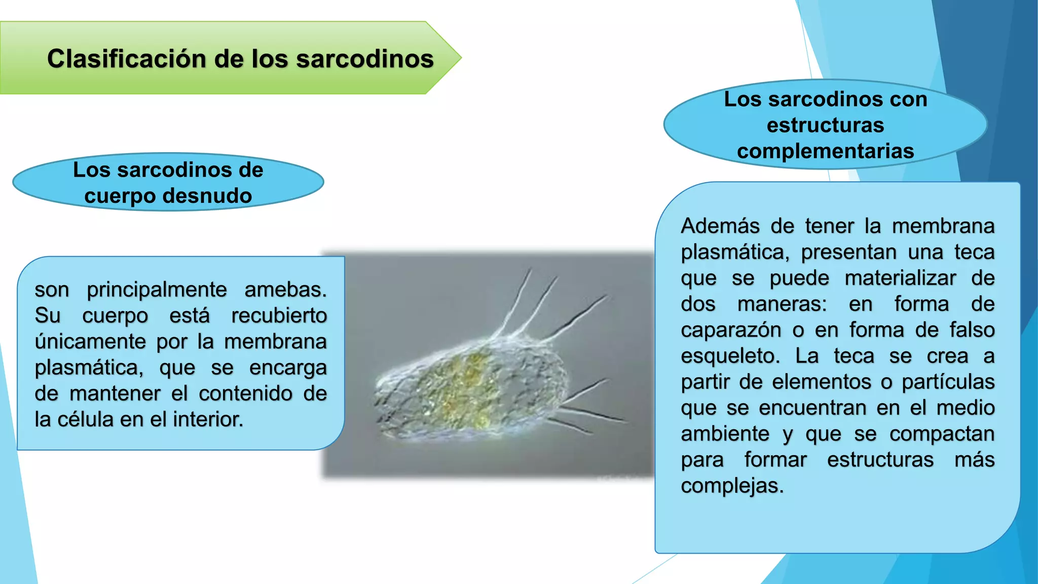 PROTOZOOS SARCODINOS G5.pptx