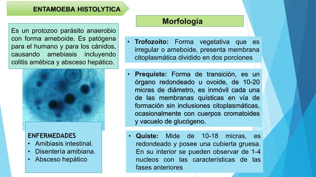 PROTOZOOS SARCODINOS G5.pptx