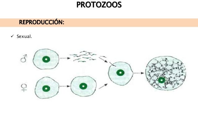 La Microbiología y sus «βιος»: ENTRE PROTOZOOS Y SU TAXONOMÍA.
