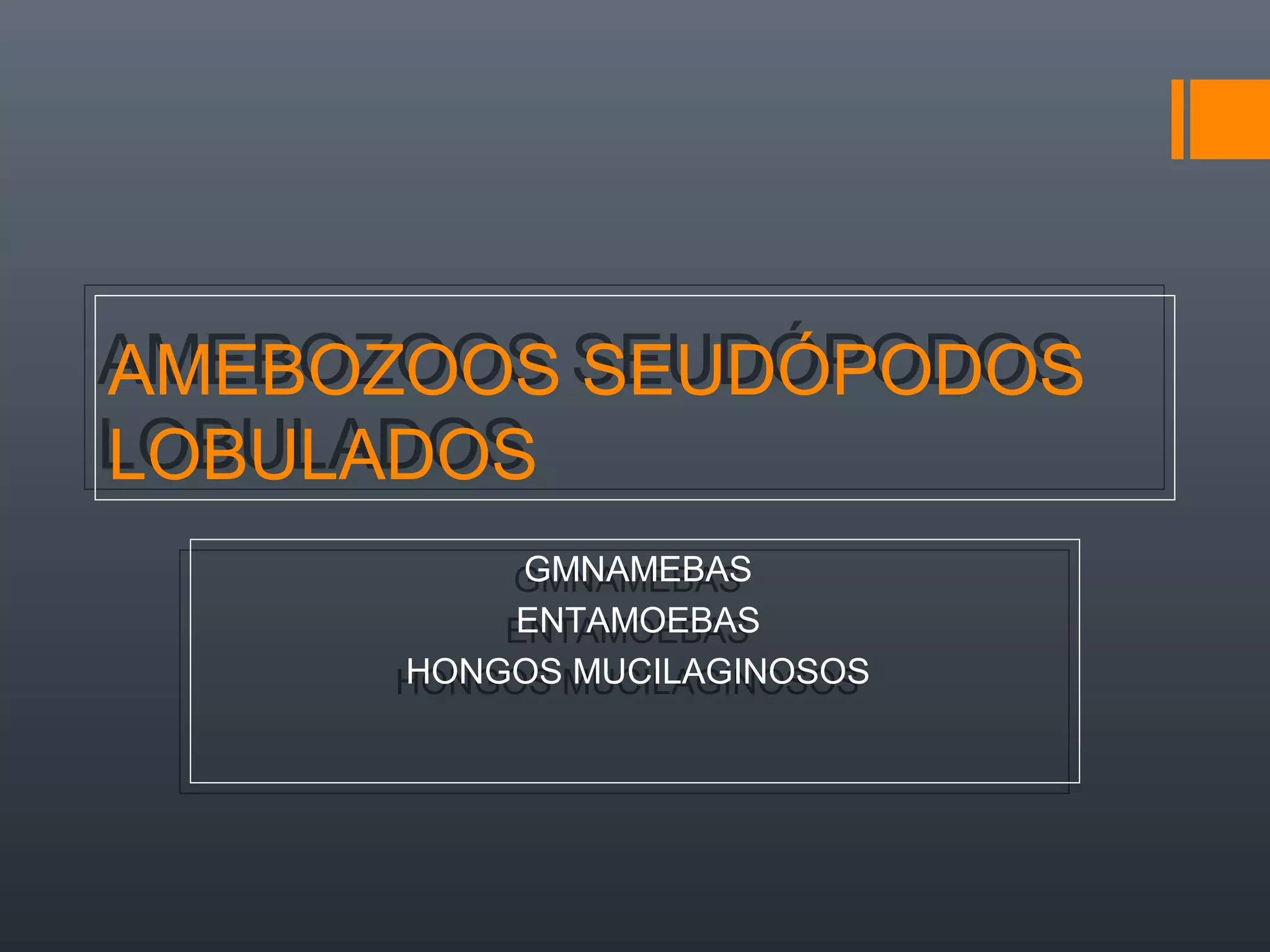 Protozoos y algas | PPT