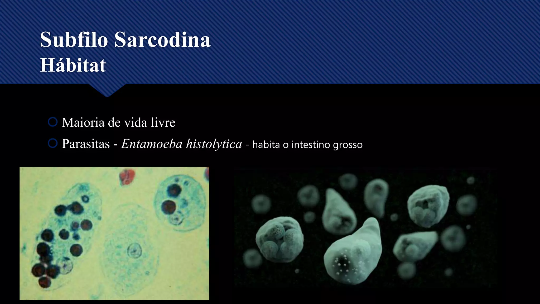 Protozoários sarcodina | PPT