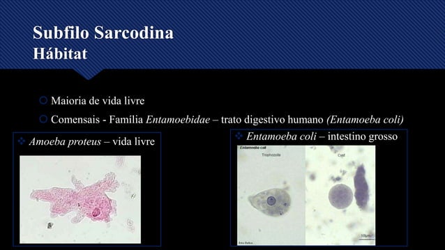 Protozoários sarcodina | PPT