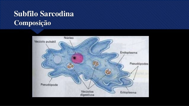 Protozoários sarcodina