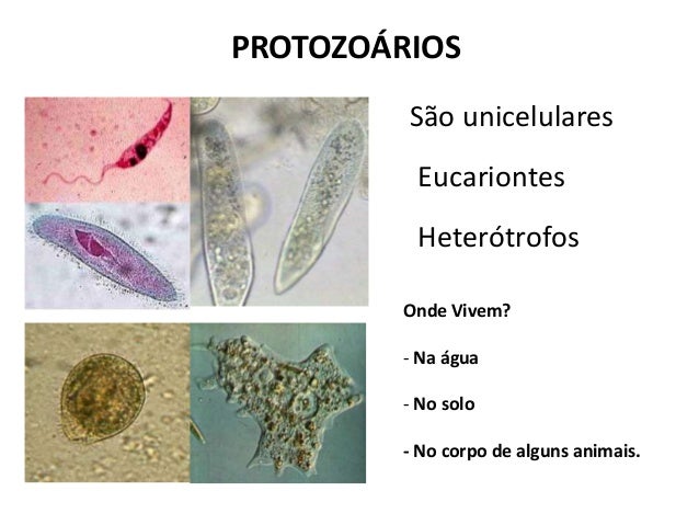 Protozoários