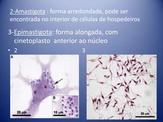 Protozoários slides | PPTX