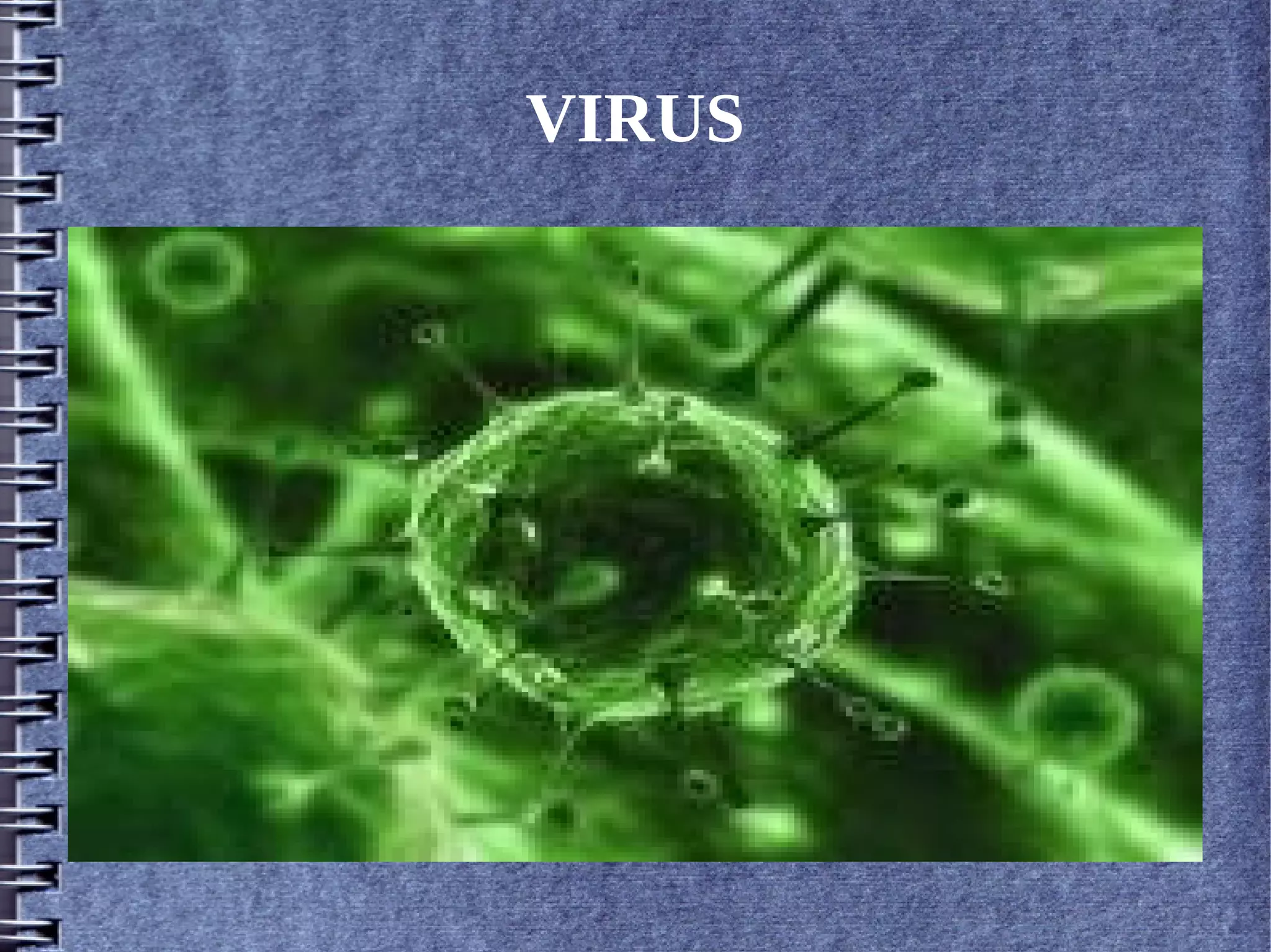 Protozous,virus i bacteris | PDF