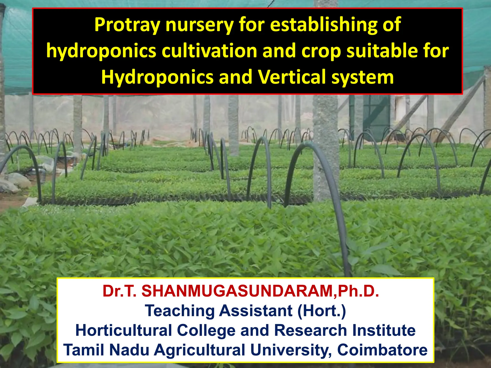 Protray nursery for establishing of hydroponics cultivation.pdf