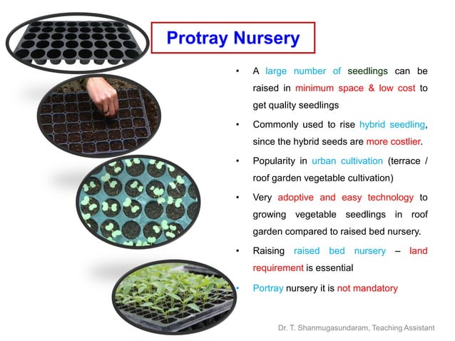 Protray nursery for establishing of hydroponics cultivation.pdf