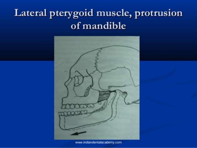 Protrusive mandibular movements | PPTX