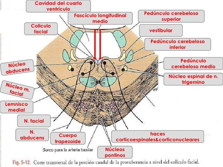 Protuberancia
