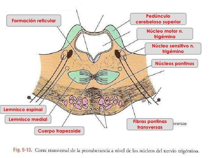 Protuberancia