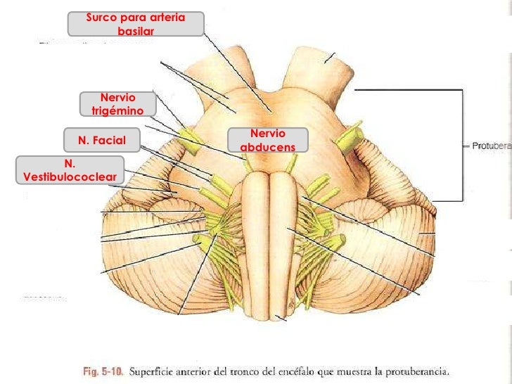Protuberancia