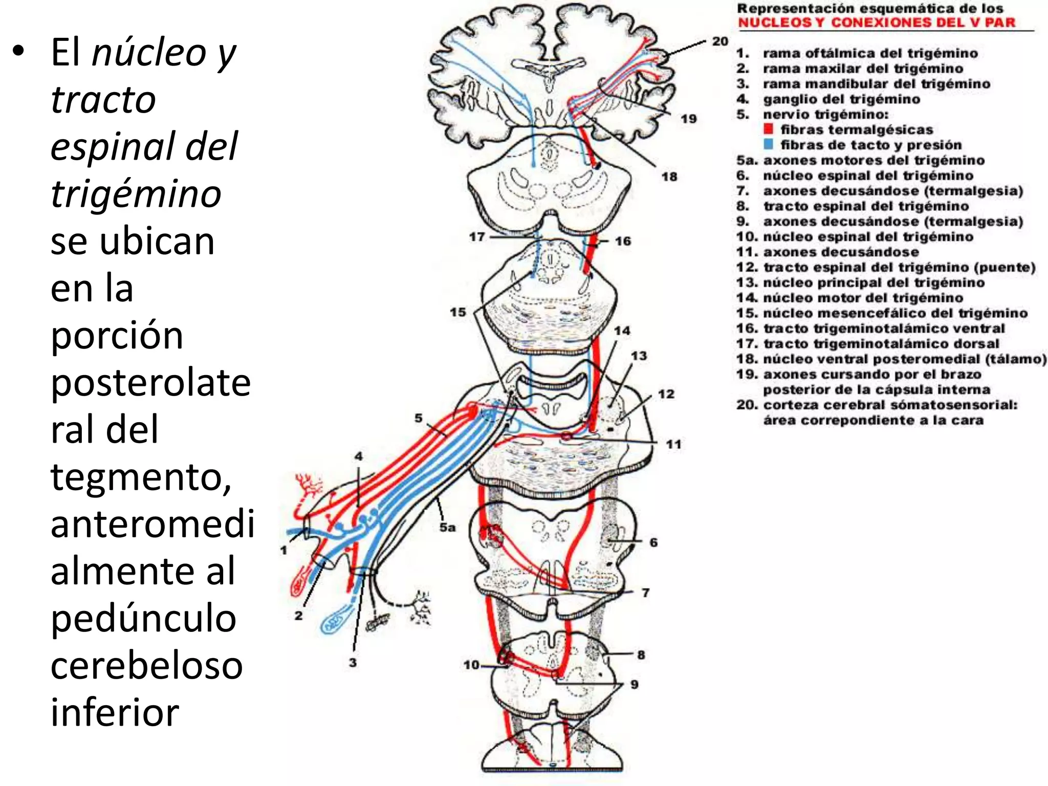 Protuberancia | PPTX | Brain and Nervous System Disorders | Diseases ...
