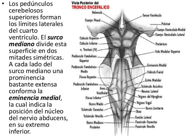 Protuberancia