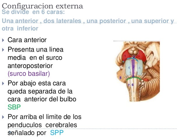 Protuberancia anular
