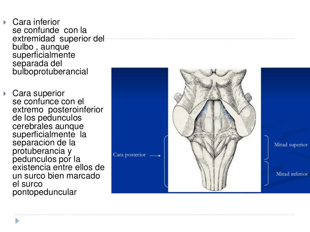 Protuberancia anular