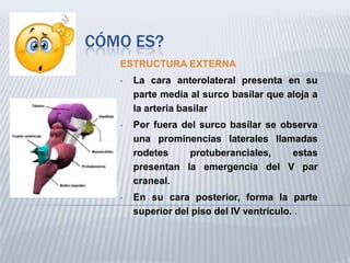 Protuberancia ucv | PPTX