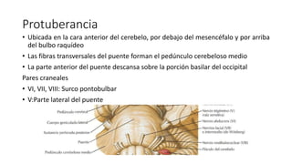 Protuberancia y bulbo raquídeo: Imagenología | PPTX