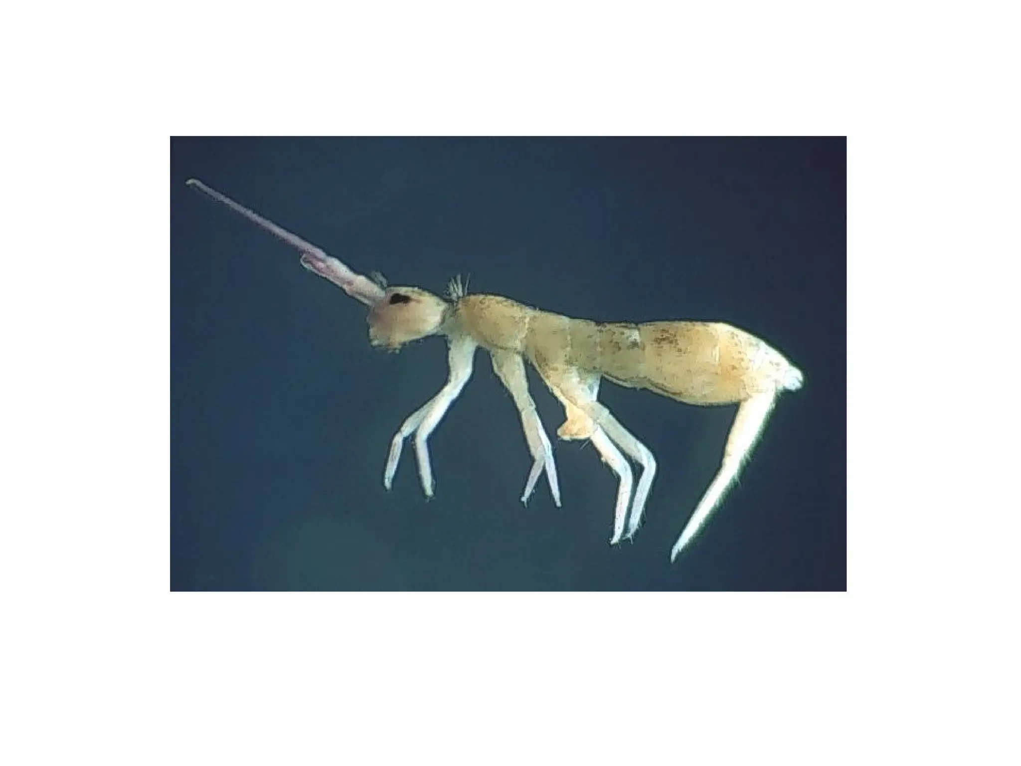 Protura insects biology and their habitat | PPT