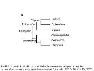 Protura insects biology and their habitat | PPT