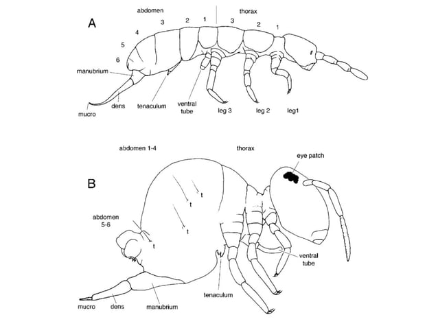 Protura insects biology and their habitat | PPT