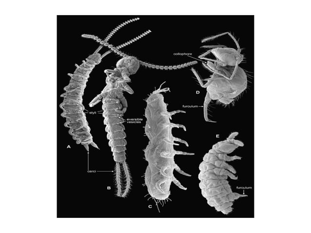 Protura insects biology and their habitat | PPT