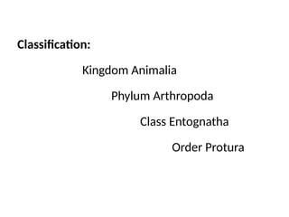 Protura insects biology and their habitat | PPT