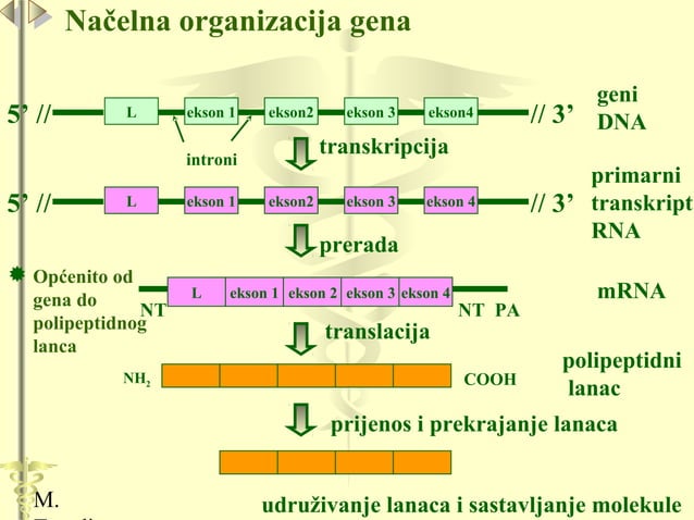 Protutijela (Antitijela) | PPT