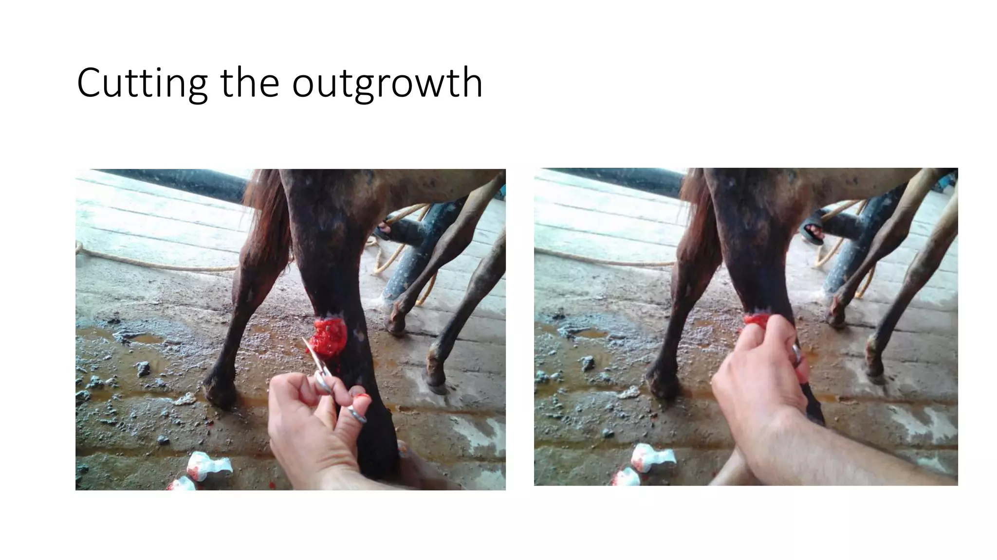 Proud flesh in animals | PPTX
