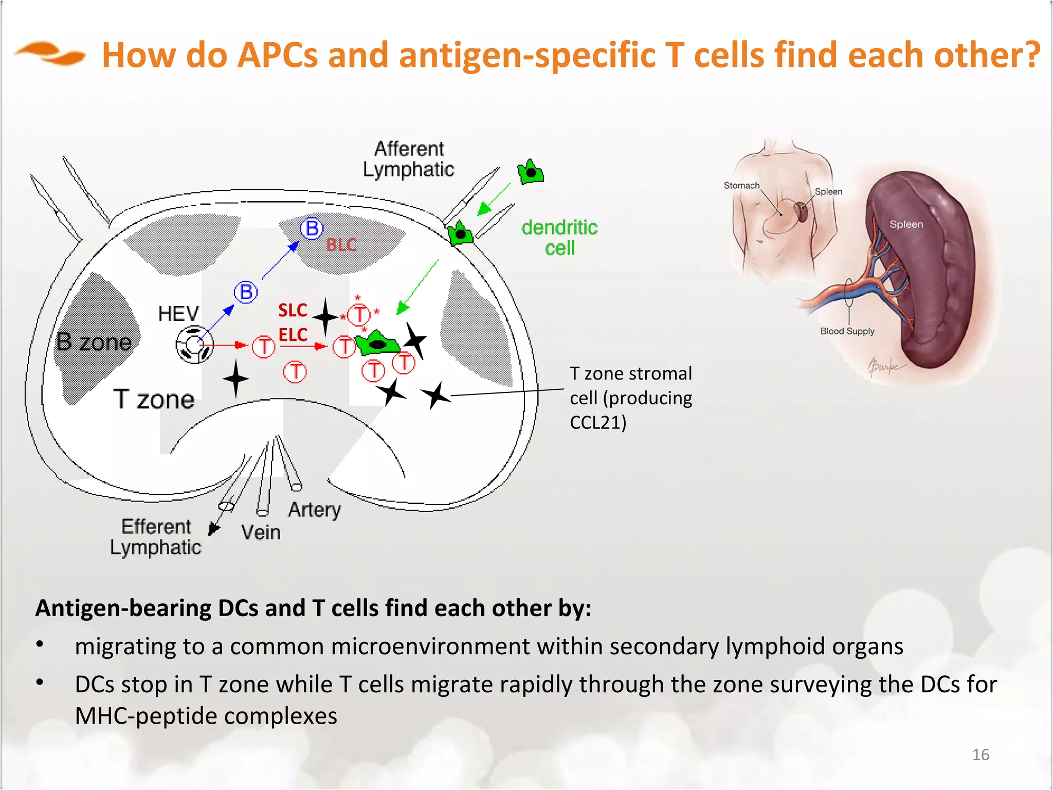 Provenge (sipuleucel t) | PPT