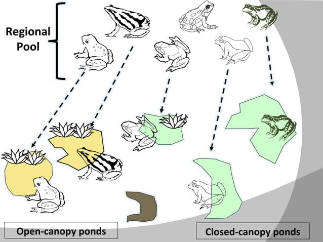 Fine-scale spatial patterns and pond morphology jointly affect ...