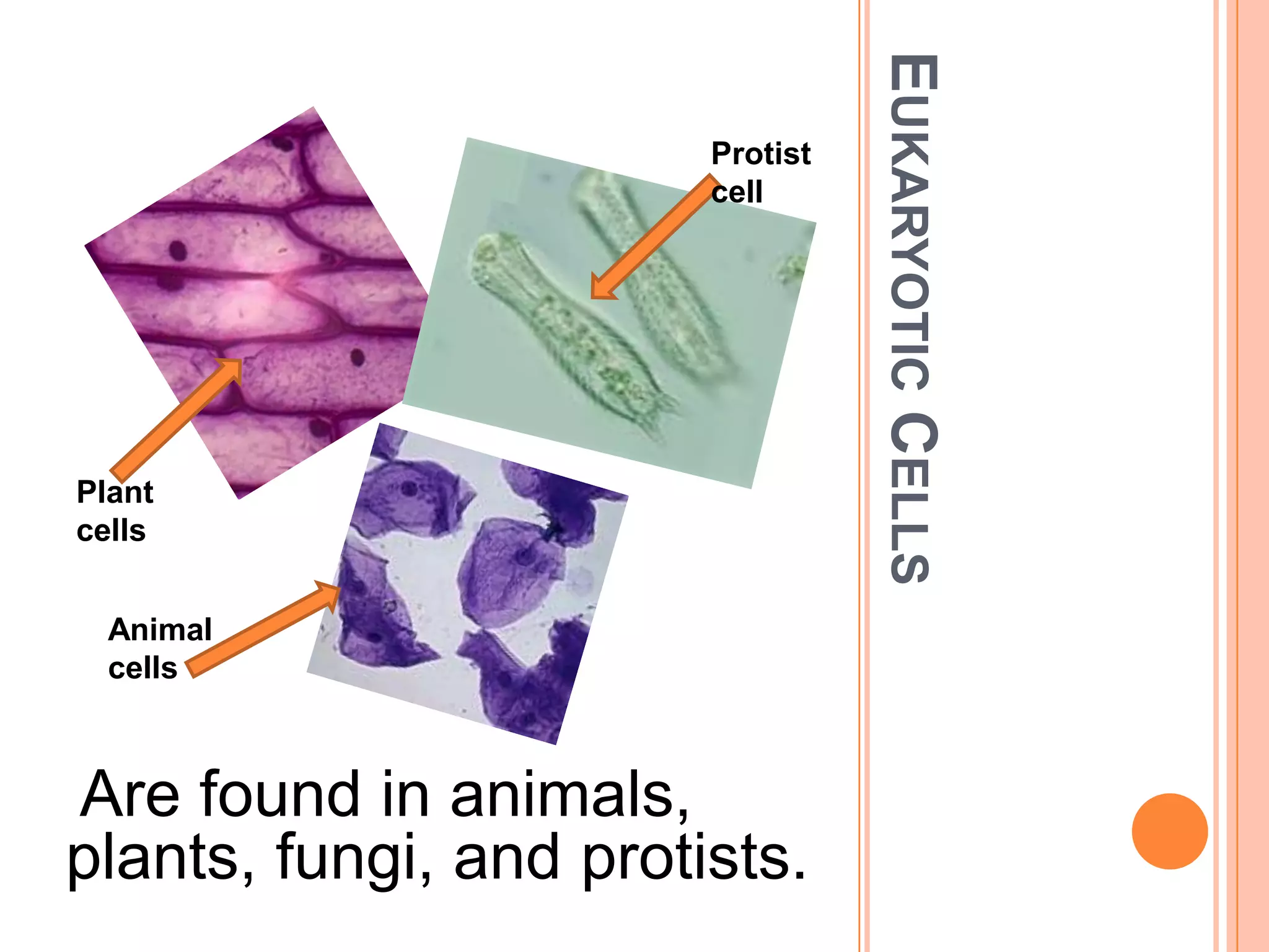 Cell theory/prokaryotic and eukaryotic | PPTX | Biological Sciences ...