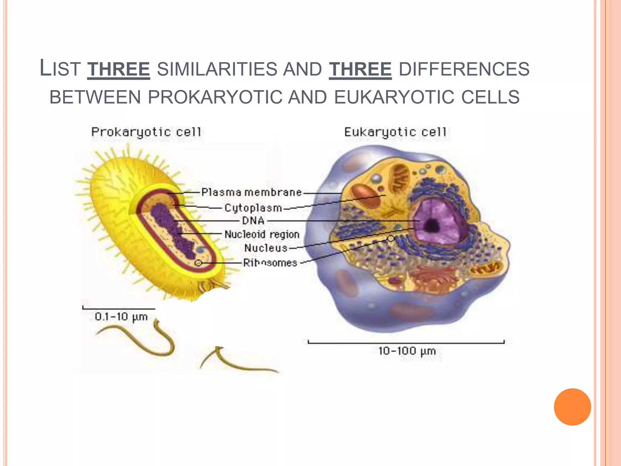 Cell theory/prokaryotic and eukaryotic | PPT