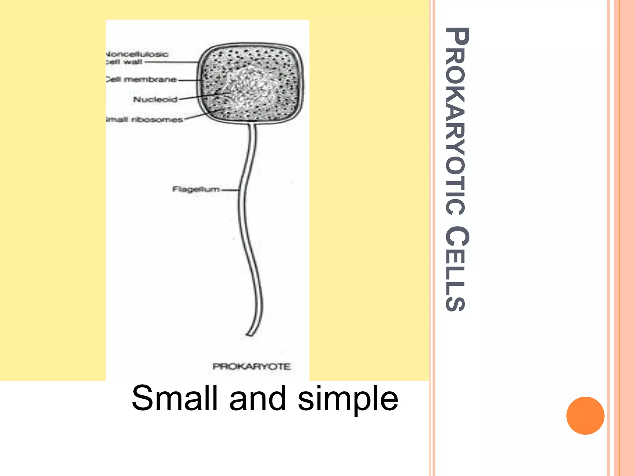 Cell theory/prokaryotic and eukaryotic | PPTX | Biological Sciences ...