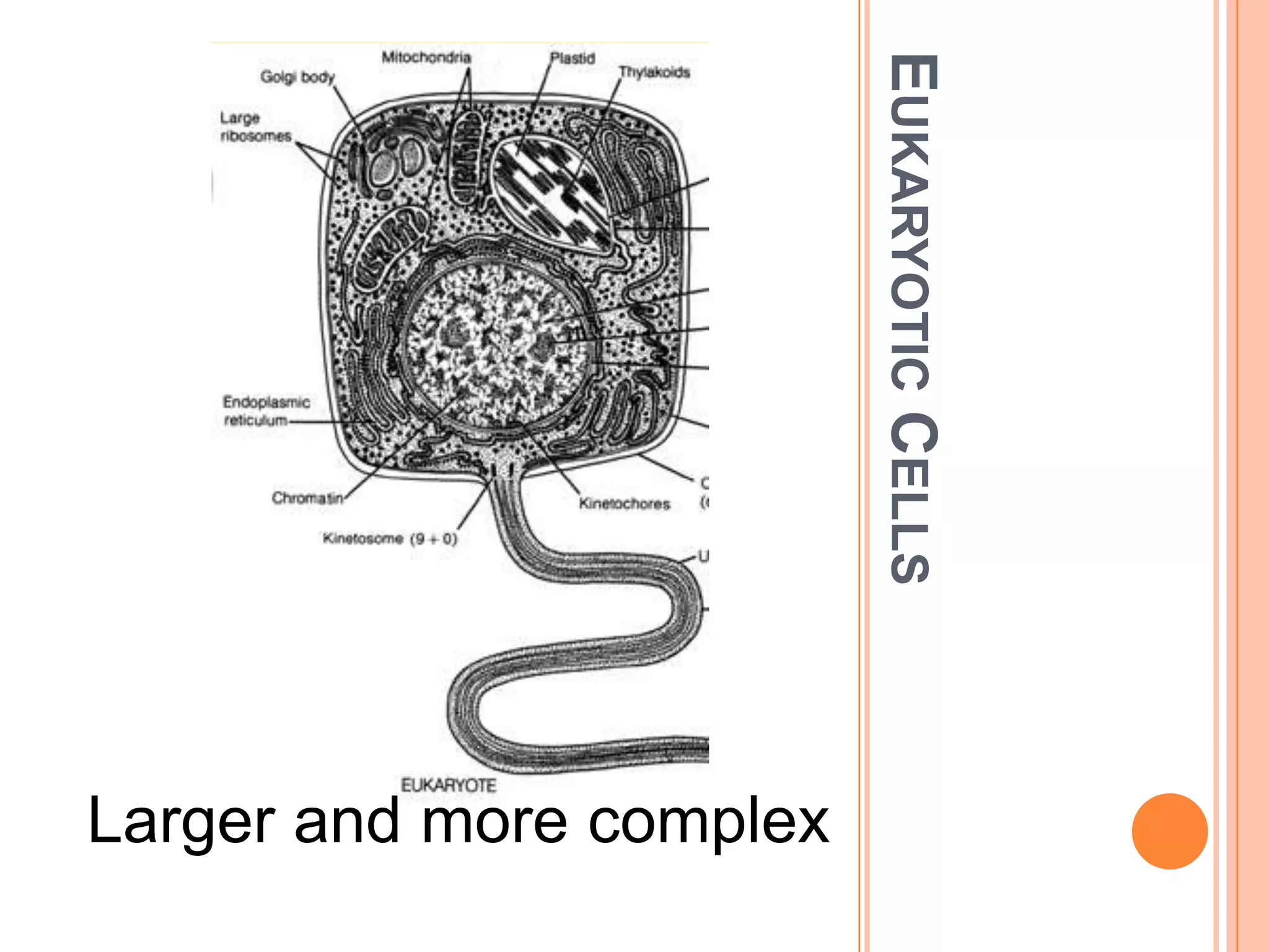 Cell theory/prokaryotic and eukaryotic | PPTX | Biological Sciences ...