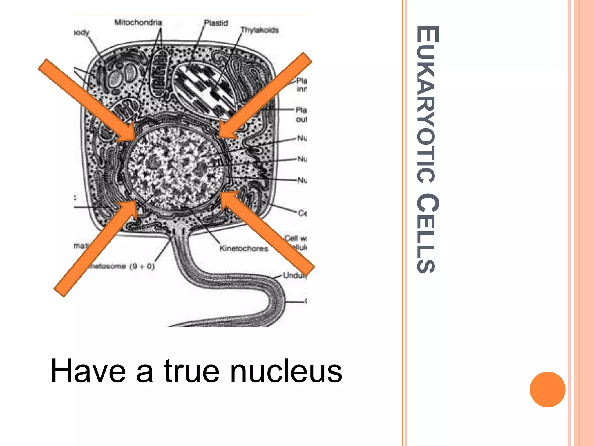 Cell theory/prokaryotic and eukaryotic | PPTX | Biological Sciences ...