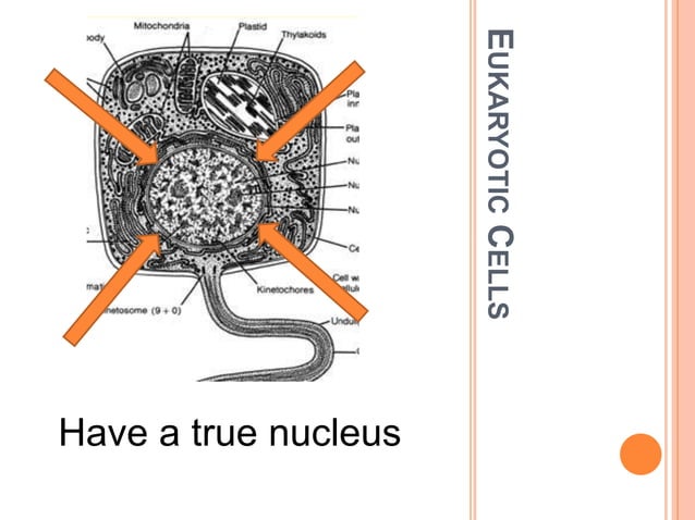 Cell theory/prokaryotic and eukaryotic | PPTX | Biological Sciences ...