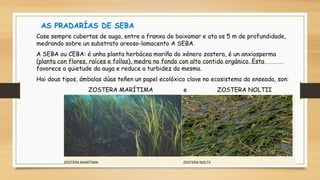 O NOSO MAR DE ADENTRO.pptx