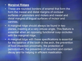 PROXIMAL CONTACTS AND CONTOURS | PPT