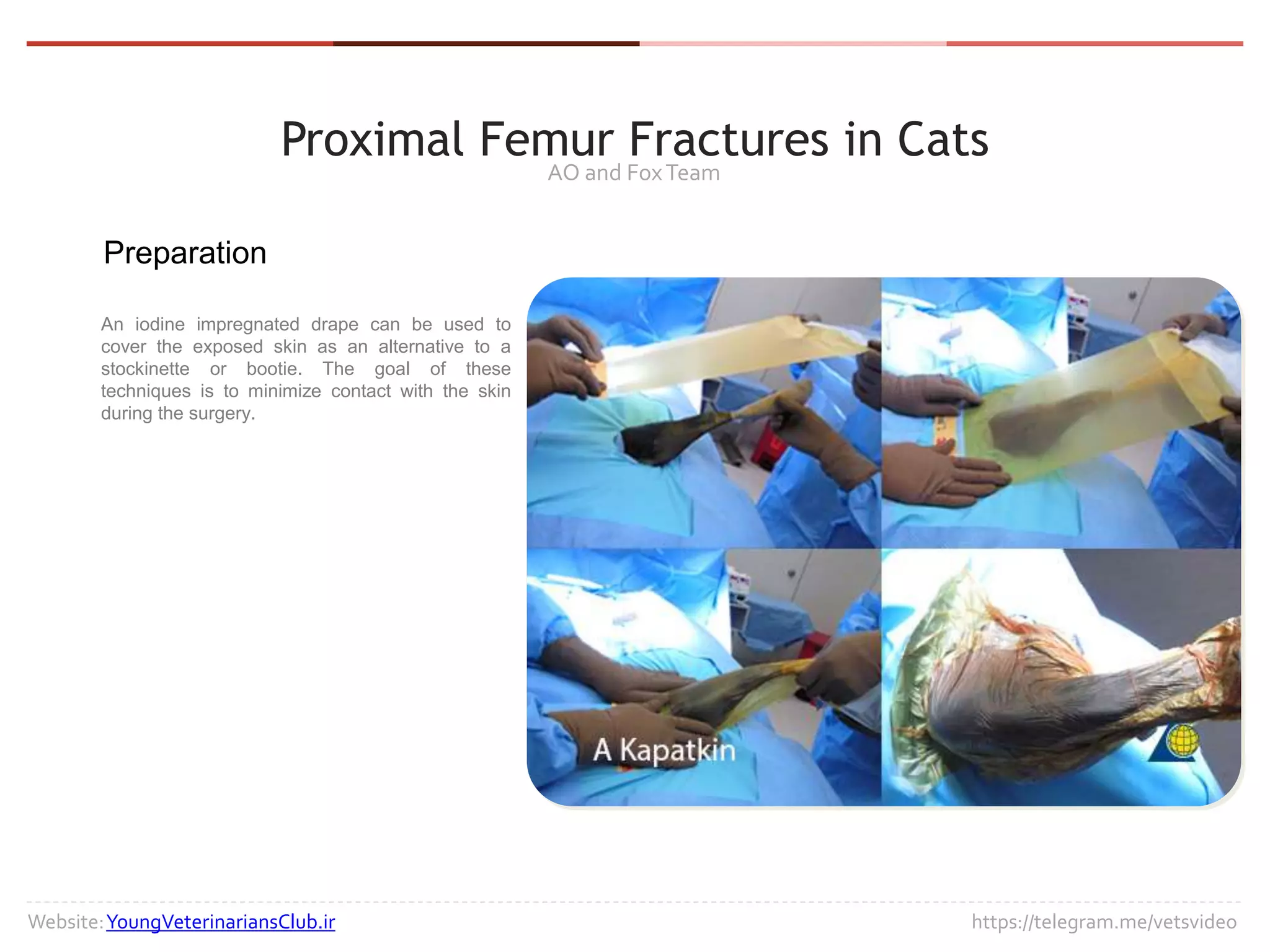 Proximal Femur Fracture in Cats Part A - Mostafa Qalavand | PPT